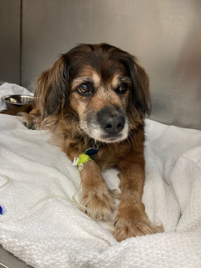 Success Story - Kelly | Pets of the Homeless