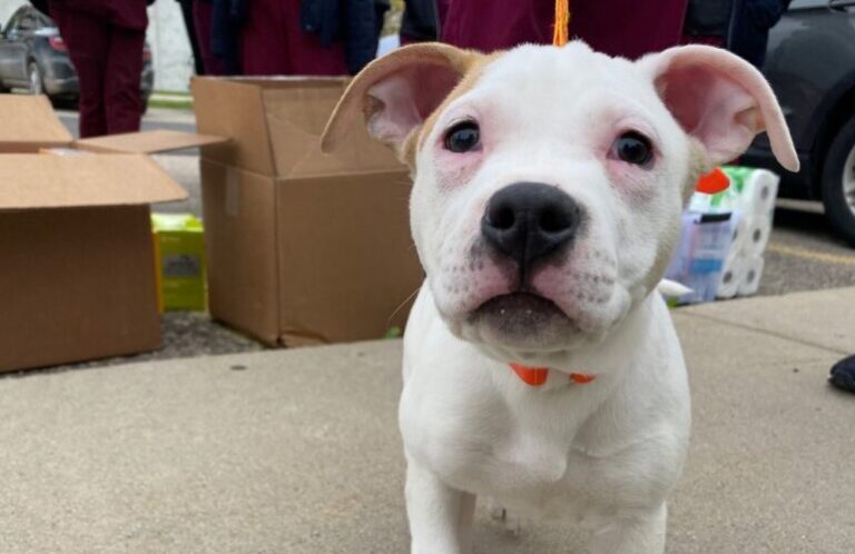 Vet care needed for pets of homeless owners | Pets of the Homeless
