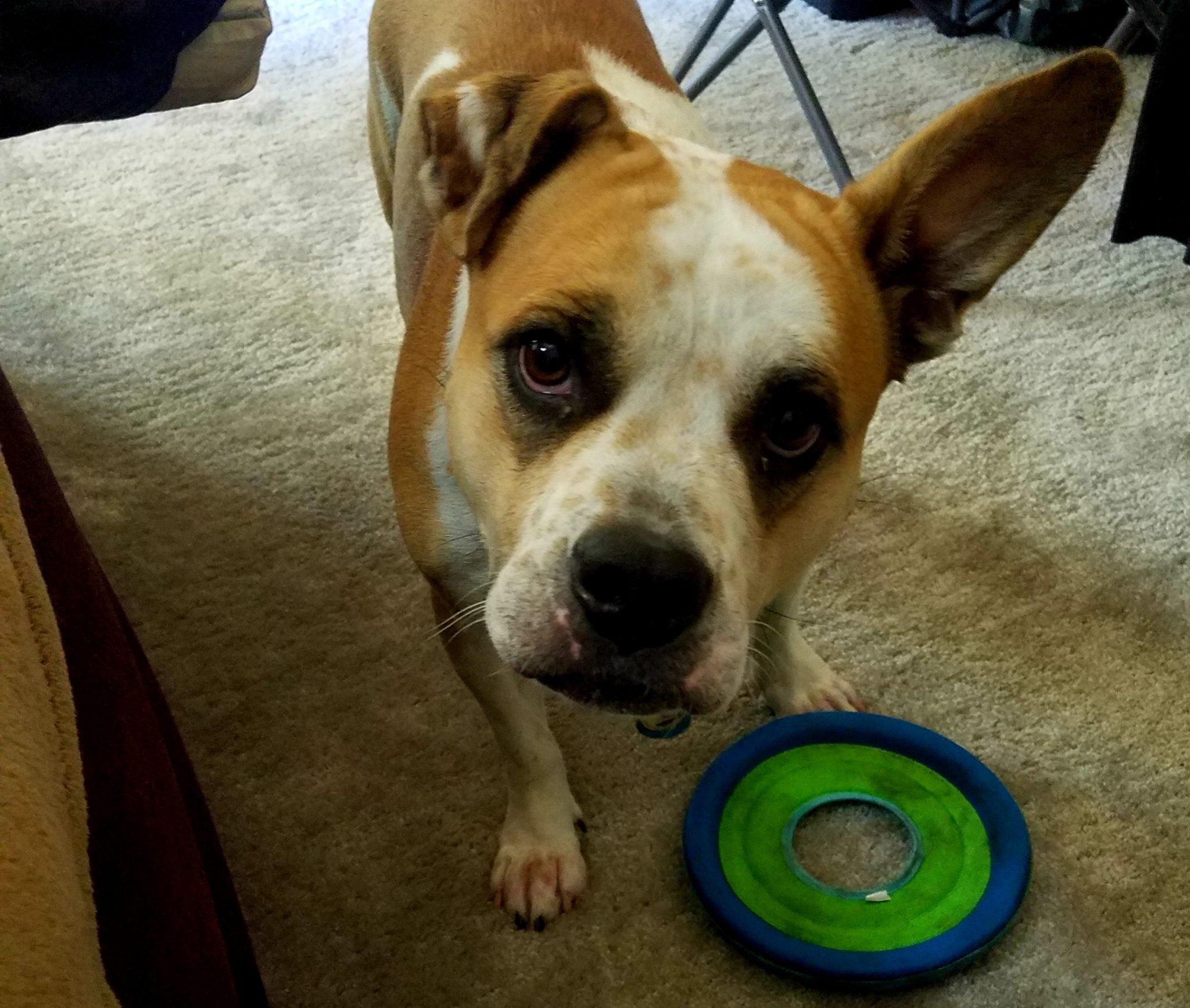Pets of the Homeless | We Provide Food & Care for Pets of the Homeless