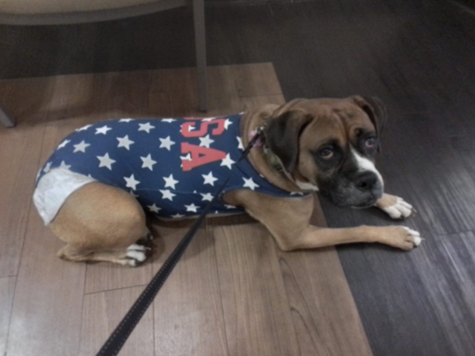Veteran Pet Support Program Helps Keep Pets and Their Heroes Together ...